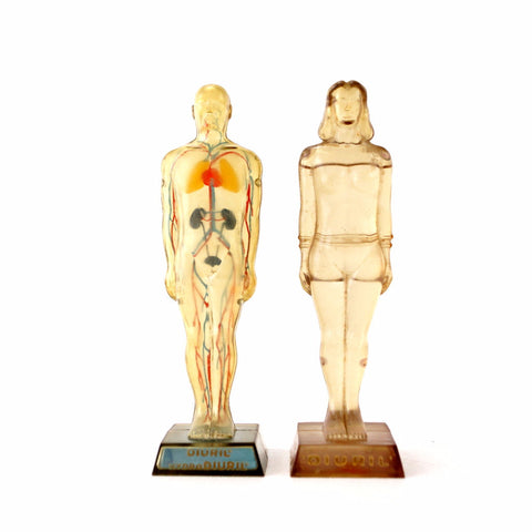 Vintage Human Anatomical Female Model Diuril Liquid Model (c.1950s ...